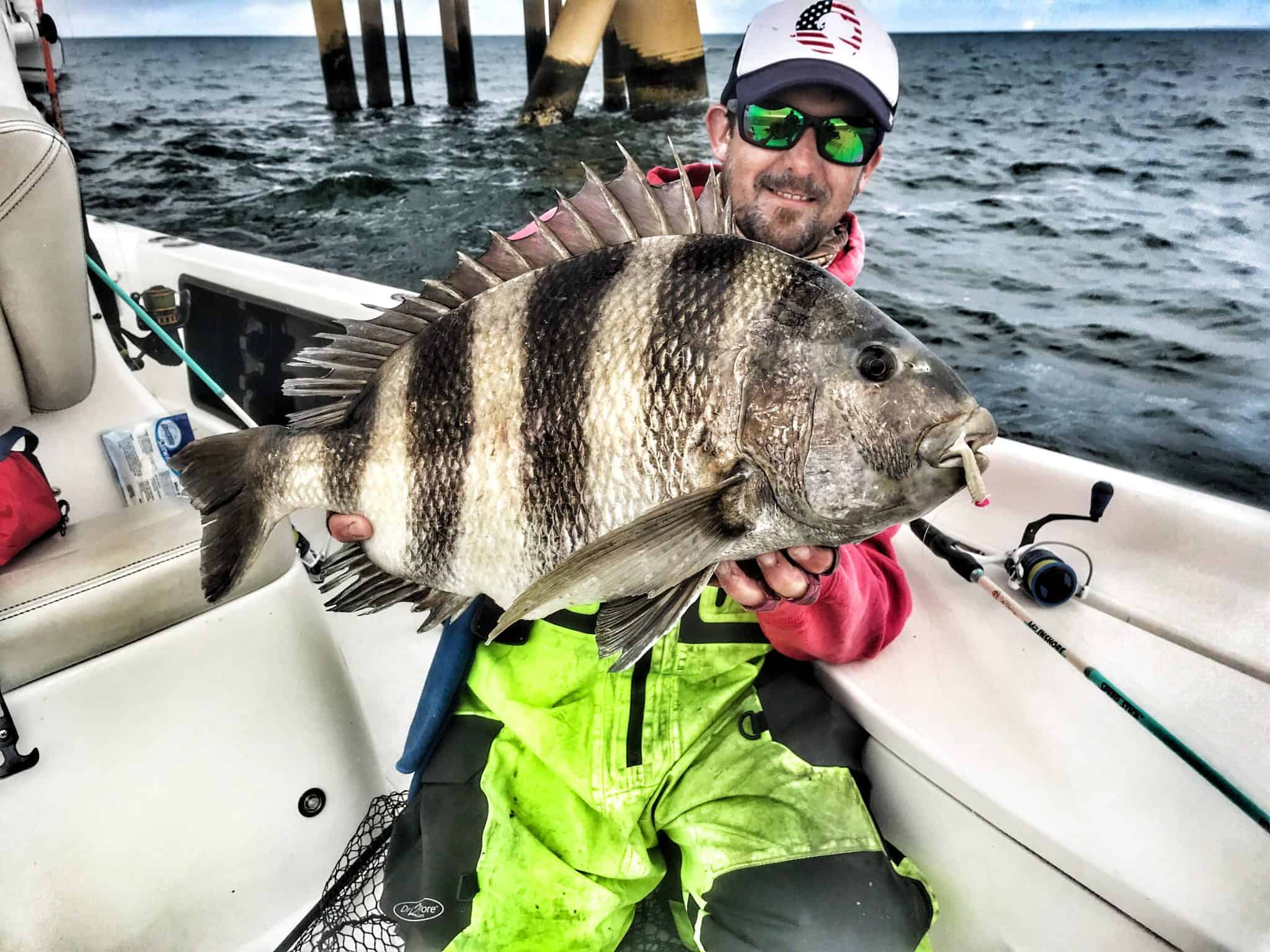 Sheepshead Fish